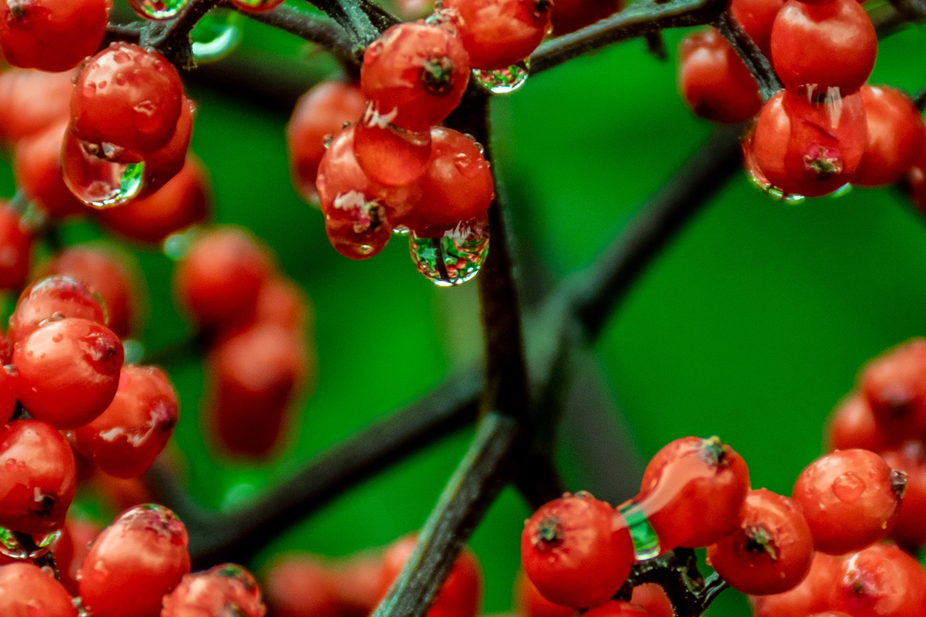 Understanding Aperture on Your DSLR Camera | We are NOT your normal ...