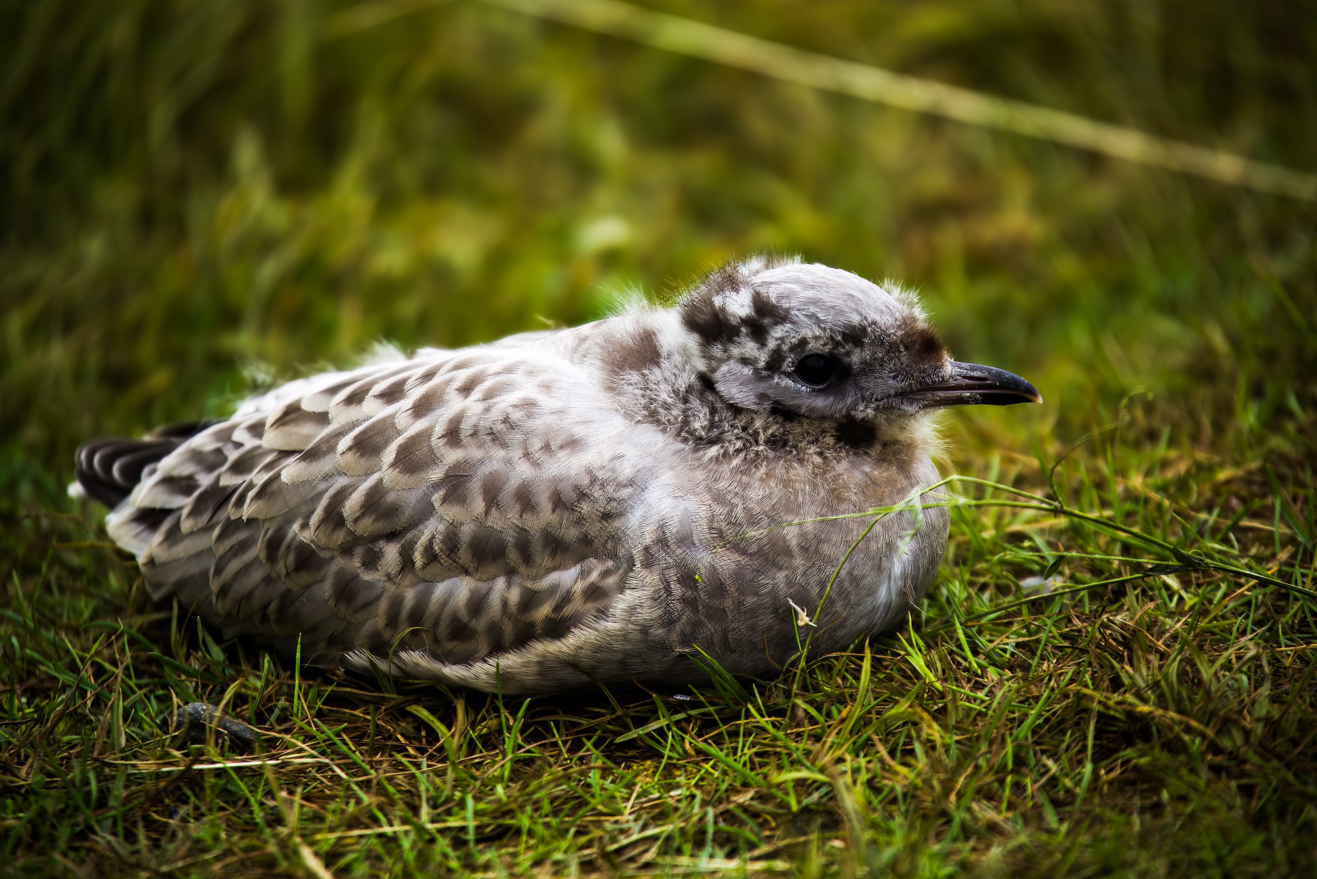Tips for Stunning Bird Photography | We are NOT your normal photography ...